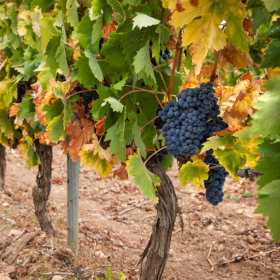 Muriel wines from Off-Piste Wines - Off-Piste Wines