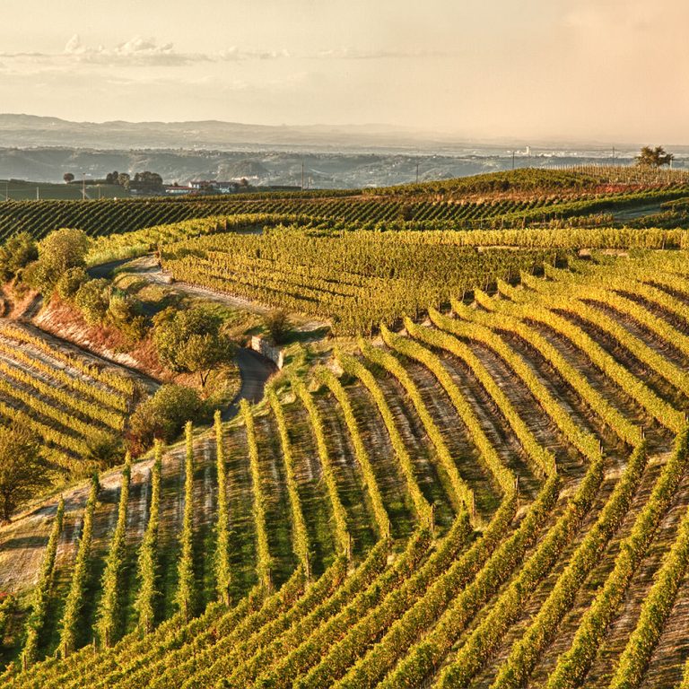 Ricossa - Off Piste Wines - Off-Piste Wines