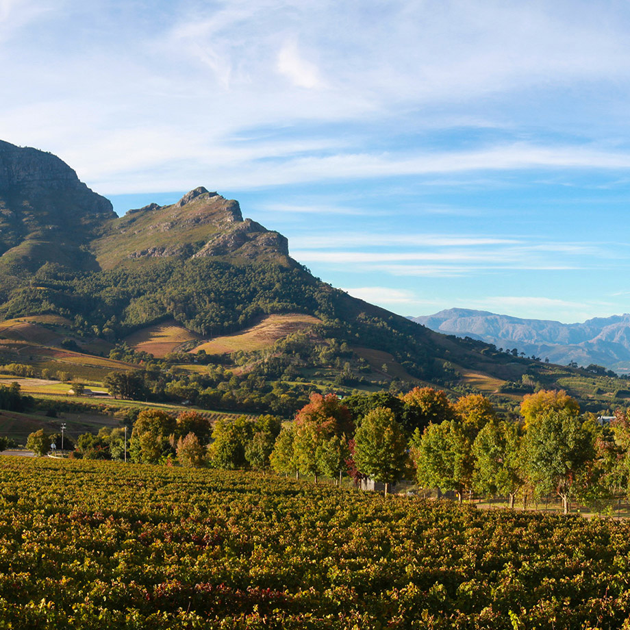 The Signal Post - an Off-Piste Wines brand - Off-Piste Wines
