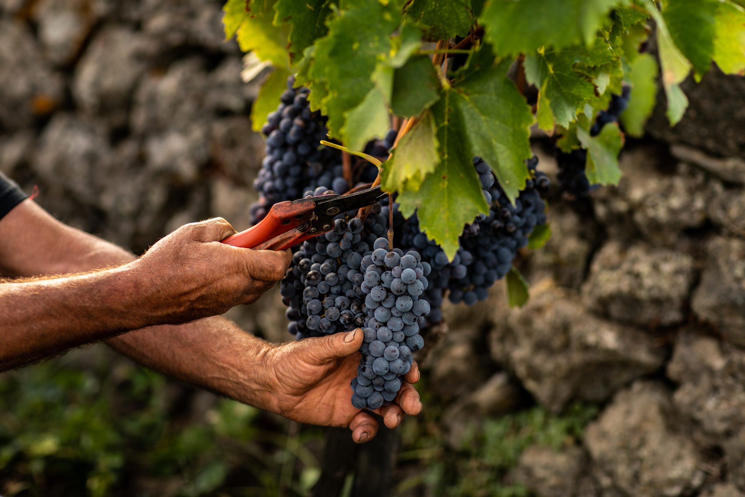 Piccini: Family legacy is our greatest treasure. - Off-Piste Wines