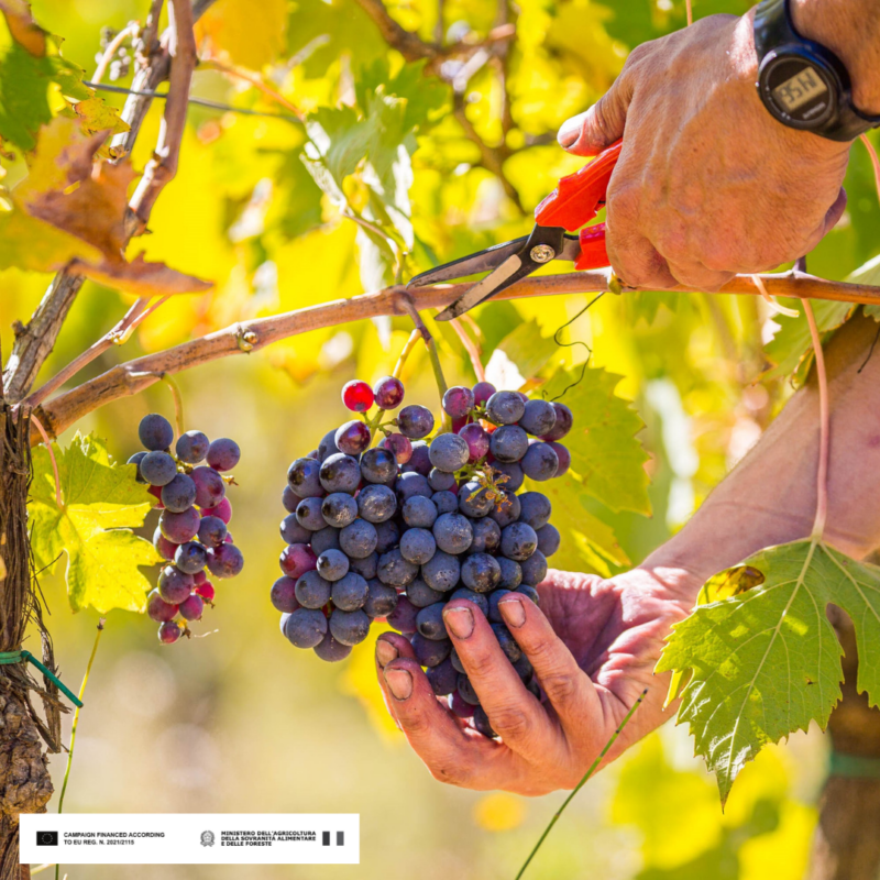 Welcome to the Off-Piste Wines website - Off-Piste Wines