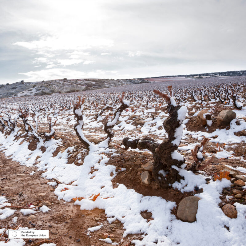 Welcome to the Off-Piste Wines website - Off-Piste Wines